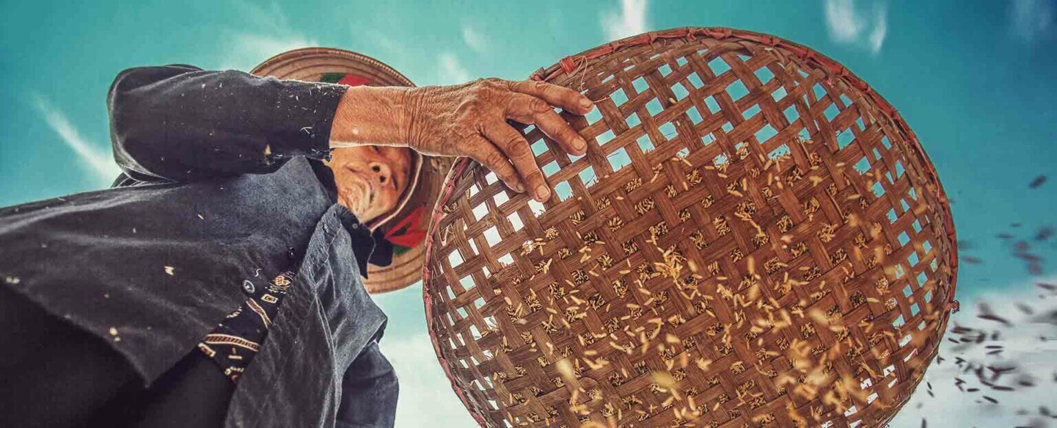 Manger du riz brun c’est plus sain et meilleur pour la santé